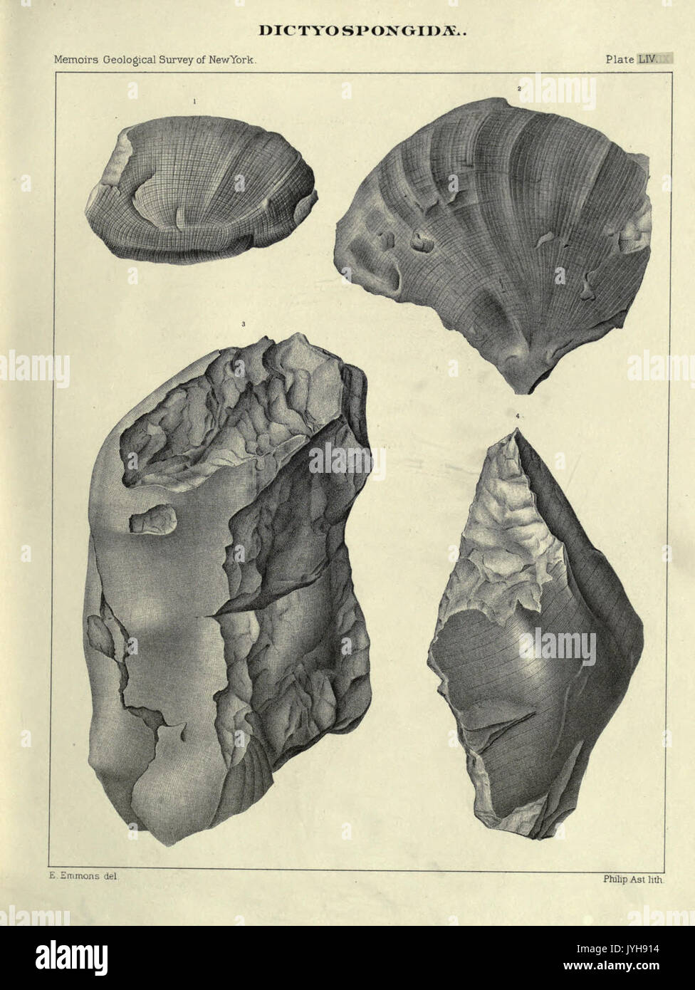 Reticulate stock hi-res stock photography and images - Alamy