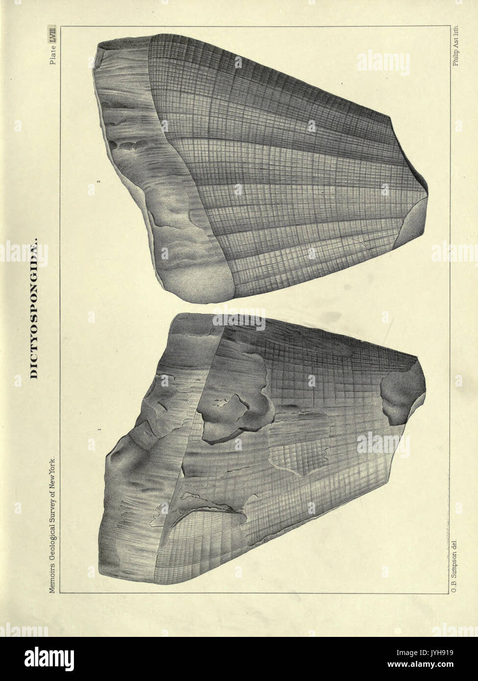 Reticulate stock hi-res stock photography and images - Alamy