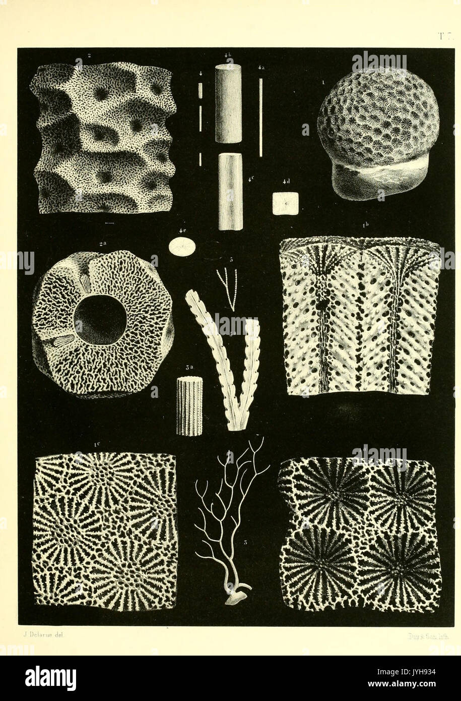 A monograph of the British fossil corals BHL12089253 Stock Photo - Alamy