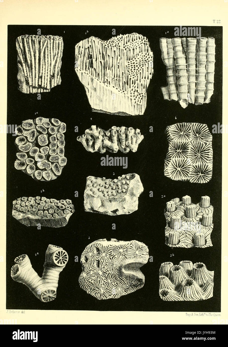 A monograph of the British fossil corals BHL12089389 Stock Photo - Alamy