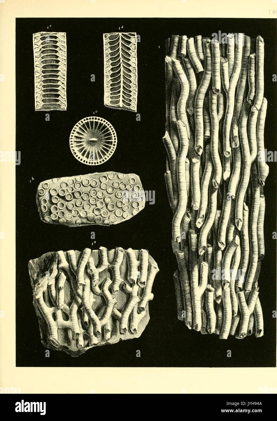 Fossilized coral structures hi-res stock photography and images - Alamy