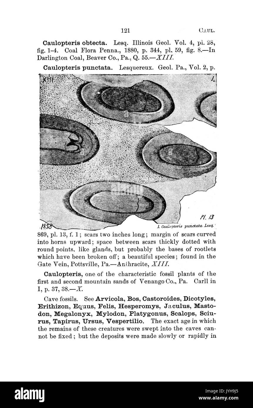 Based on fossils Cut Out Stock Images & Pictures - Alamy