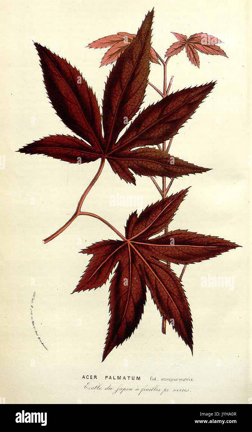 Acer palmatum illustration Stock Photo - Alamy
