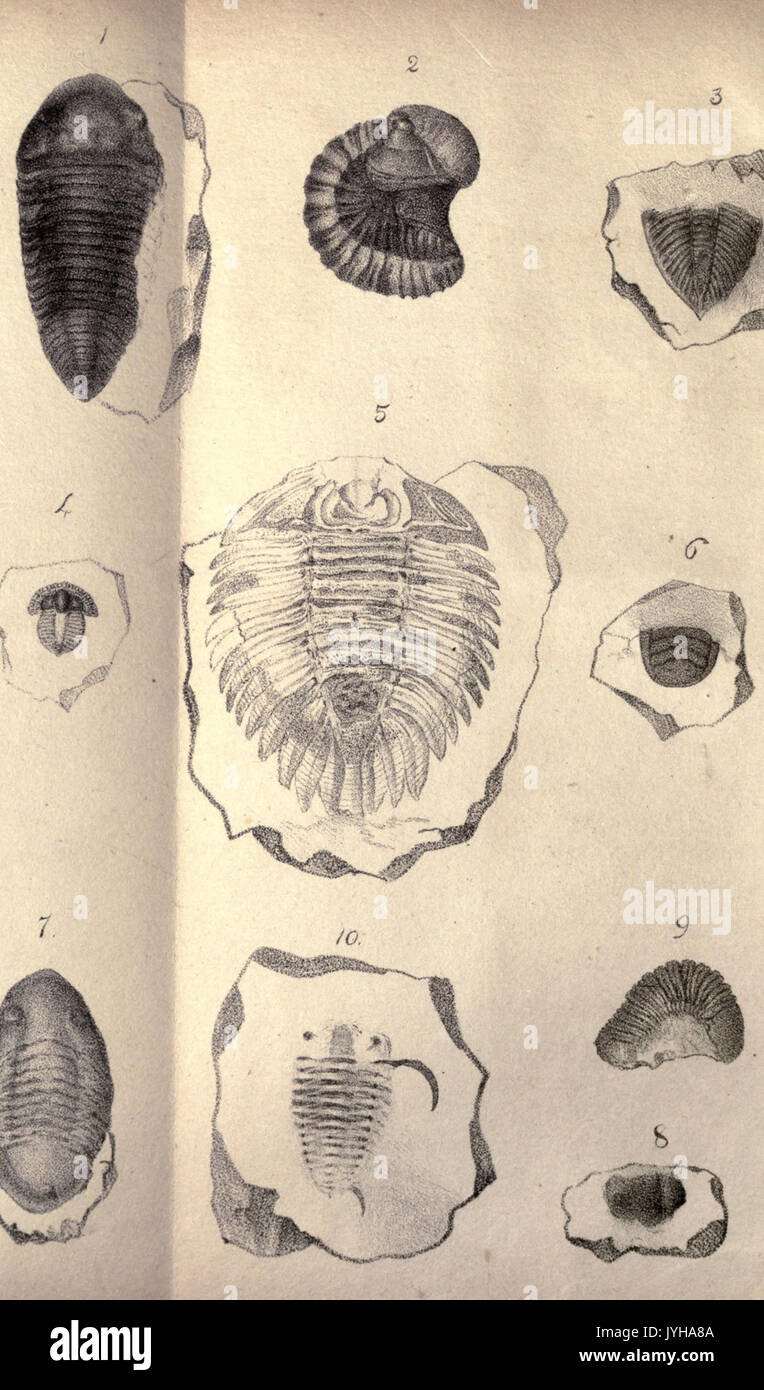 Trilobites illustration hi-res stock photography and images - Alamy