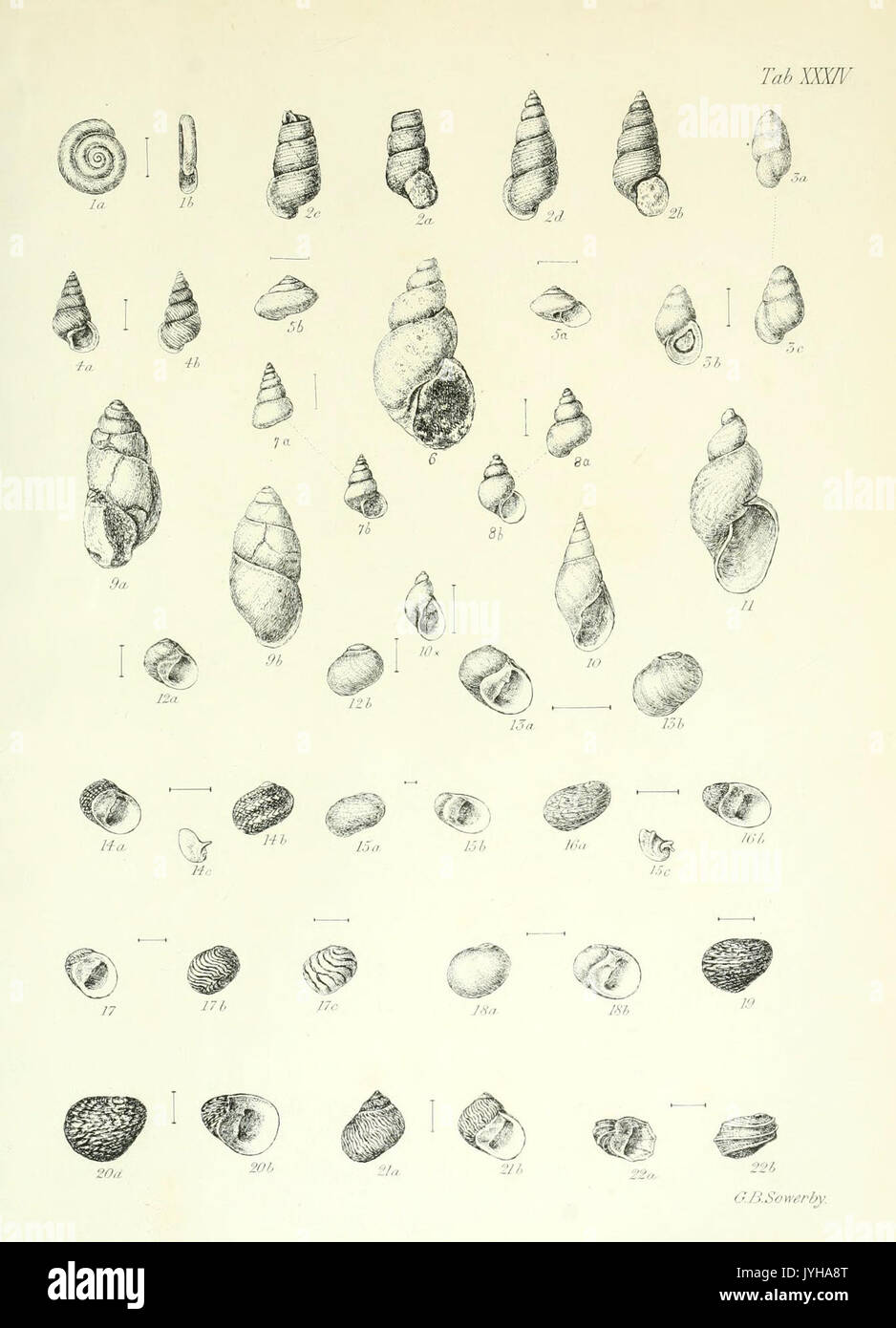 Eocene marine life hi-res stock photography and images - Alamy