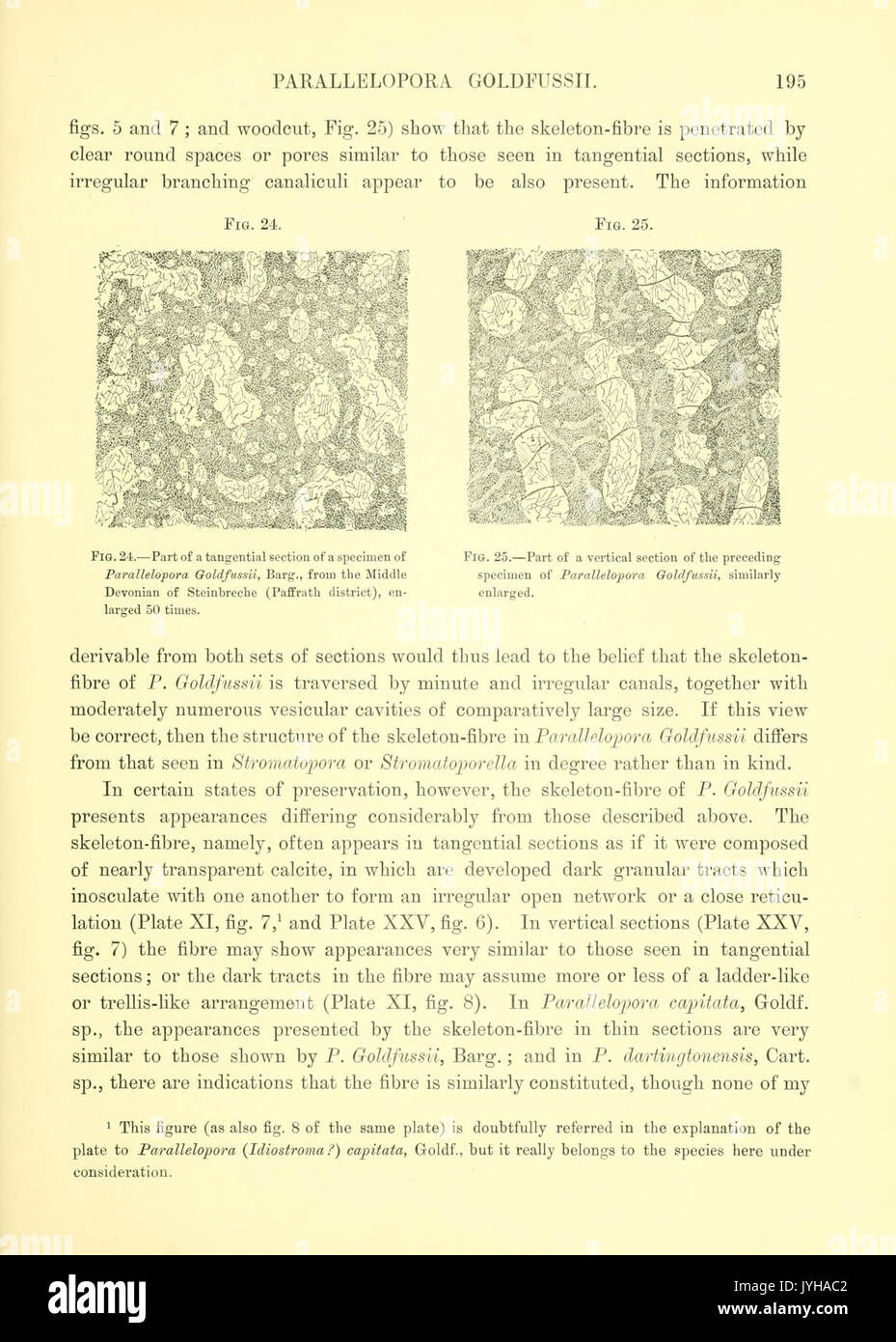 A monograph of the British Stromatoporoids (Page 195) BHL11531061 Stock ...