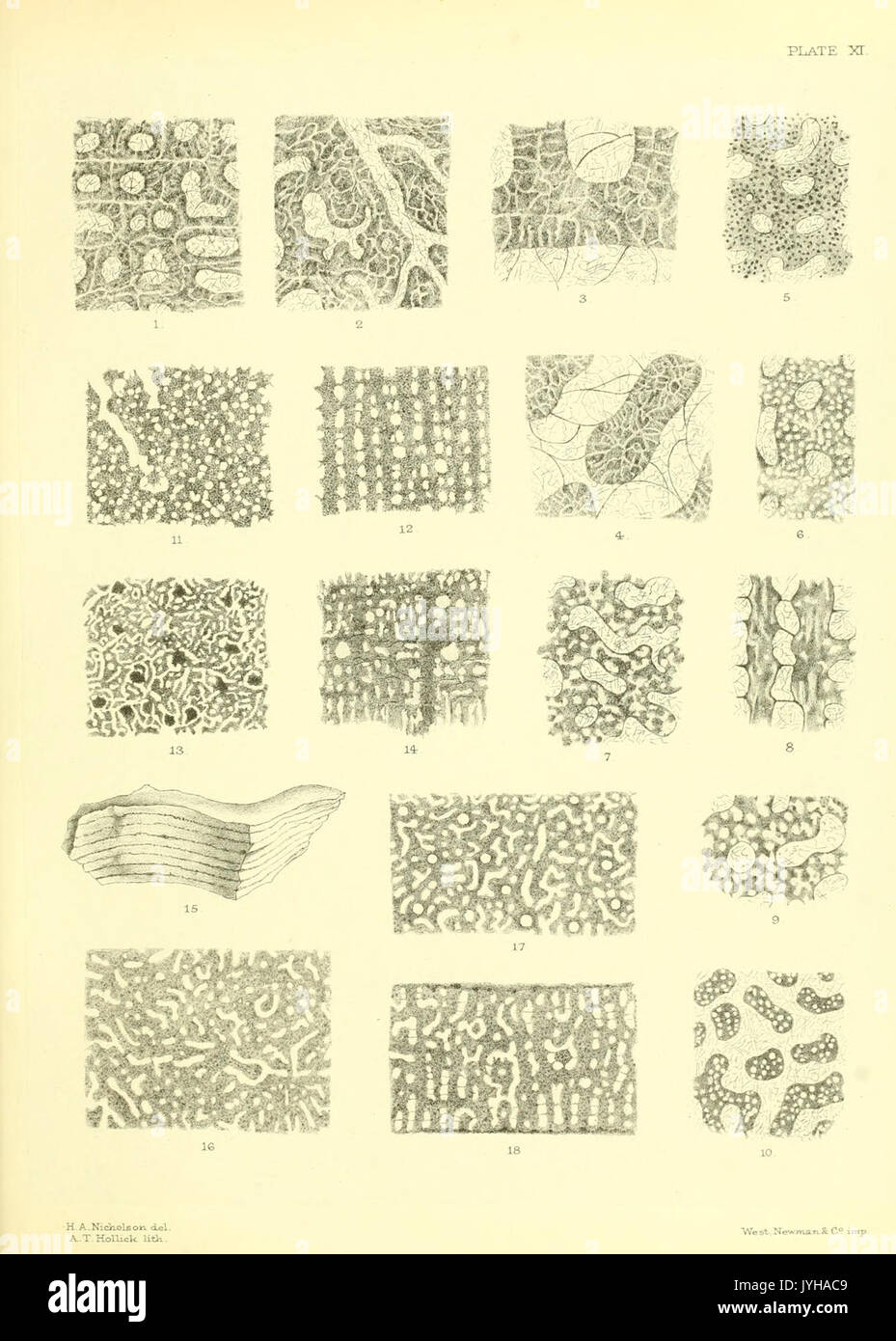 This monograph focuses on the British stromatoporoids, an extinct group ...