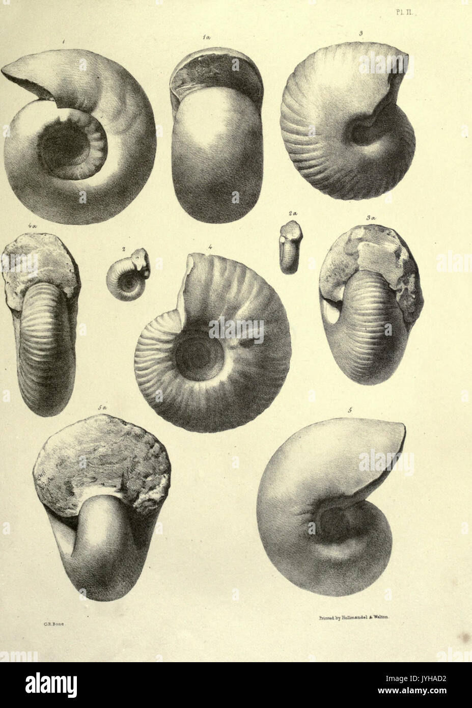 A monograph of the Mollusca from the Great Oolite chiefly from ...