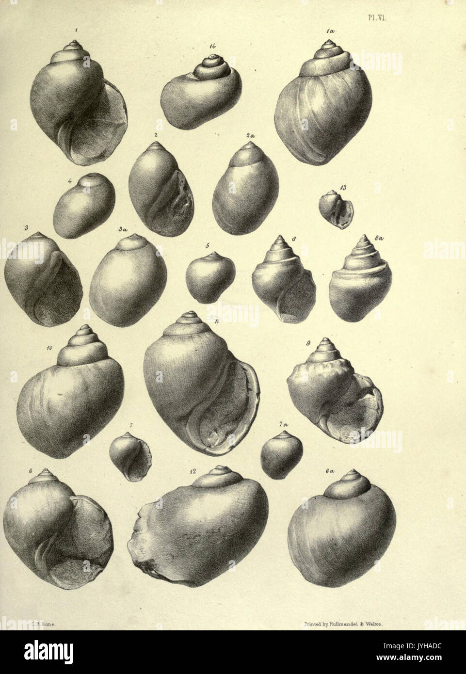 A monograph of the Mollusca from the Great Oolite chiefly from ...