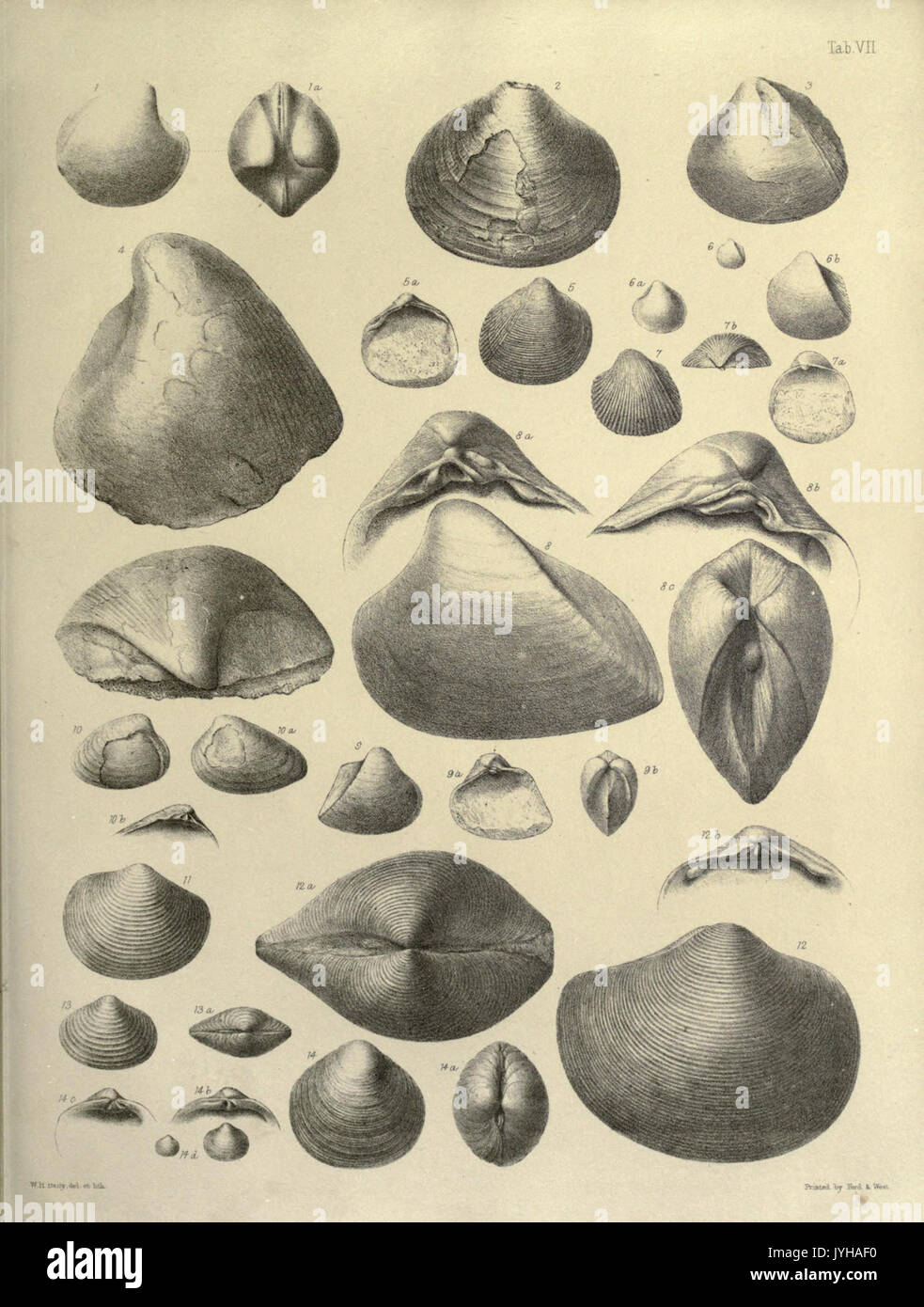 A monograph of the Mollusca from the Great Oolite chiefly from ...