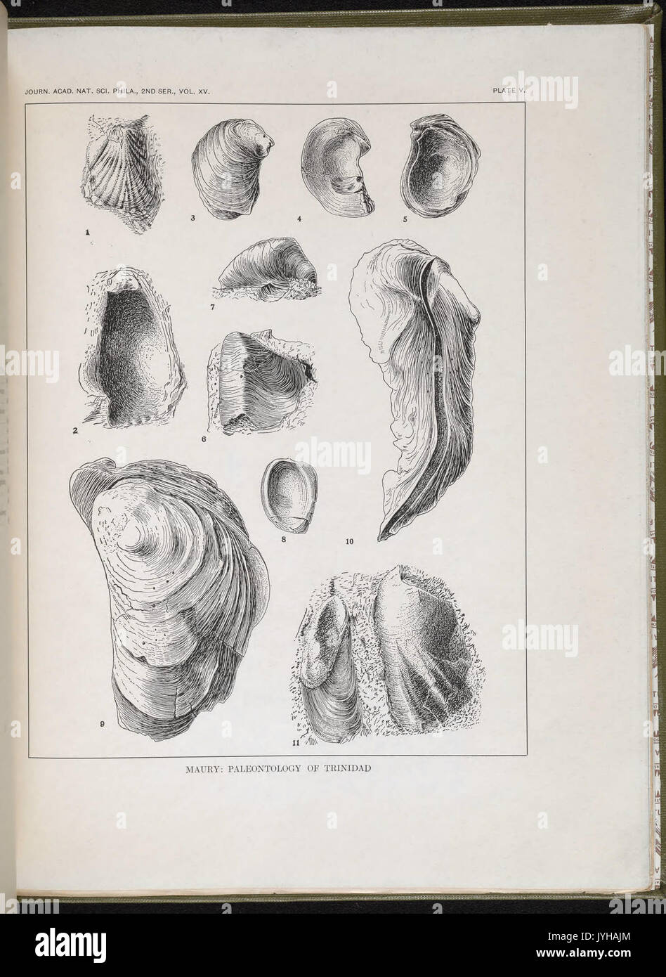 A contribution to the paleontology of Trinidad (PLATE V) BHL38764050 ...