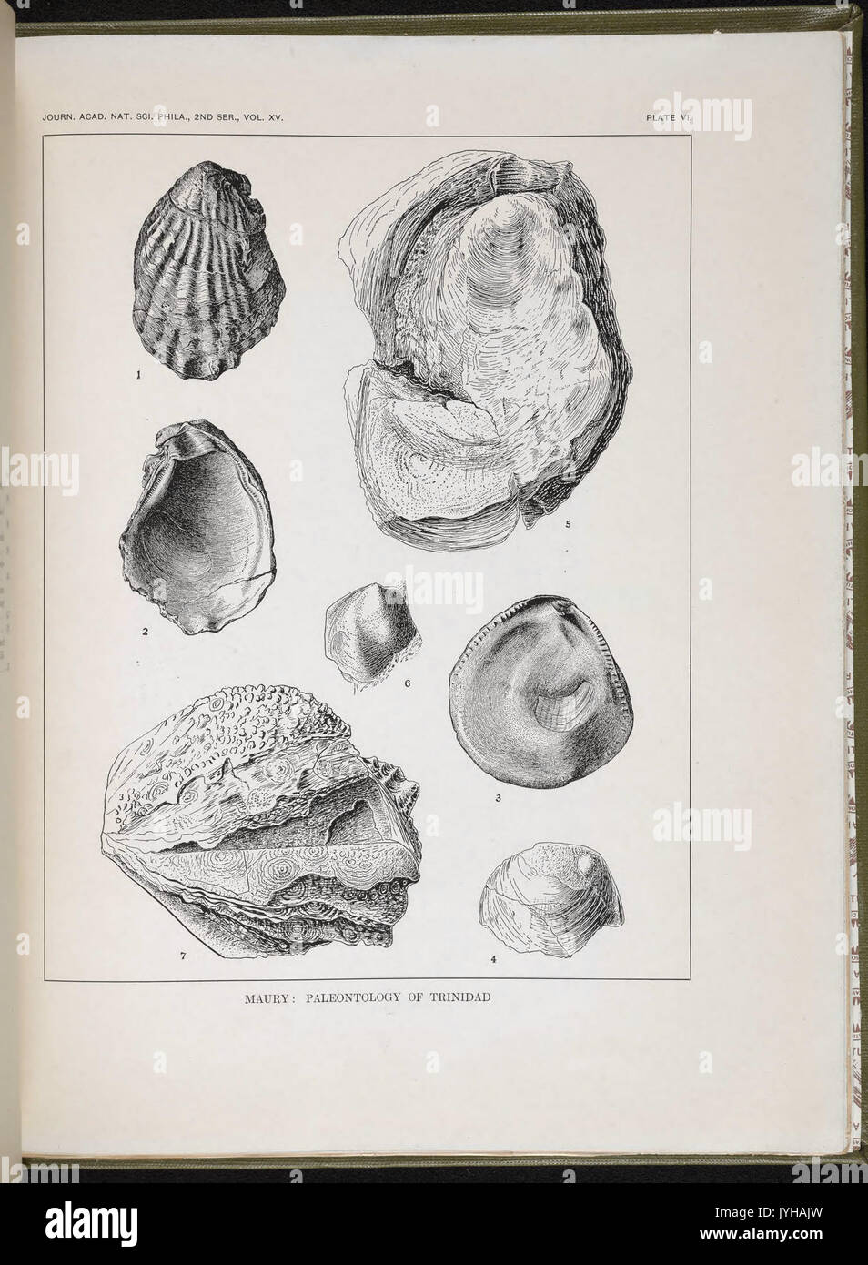 A contribution to the paleontology of Trinidad (PLATE VI) BHL38764054 ...