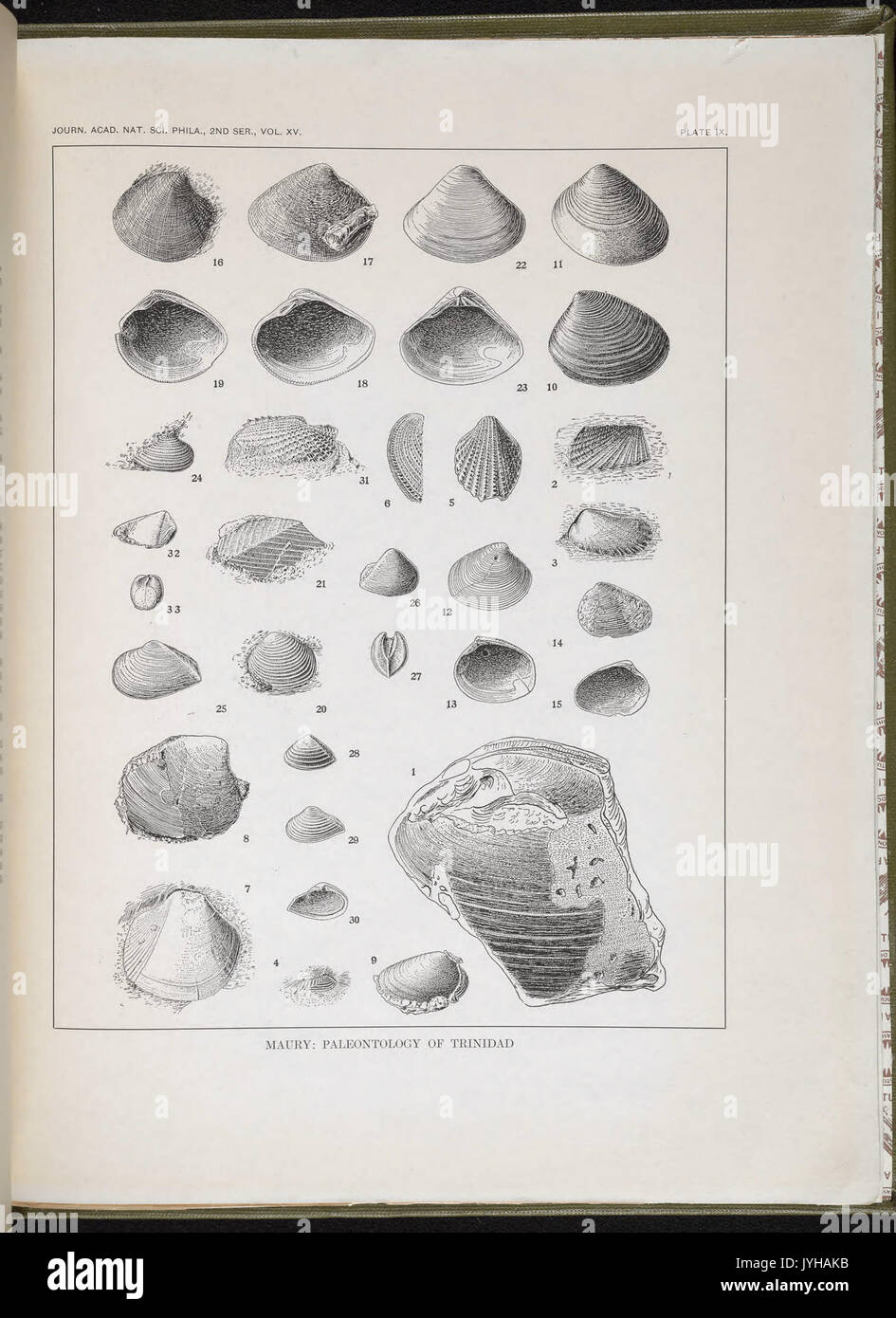 A contribution to the paleontology of Trinidad (PLATE IX) BHL38764066 ...