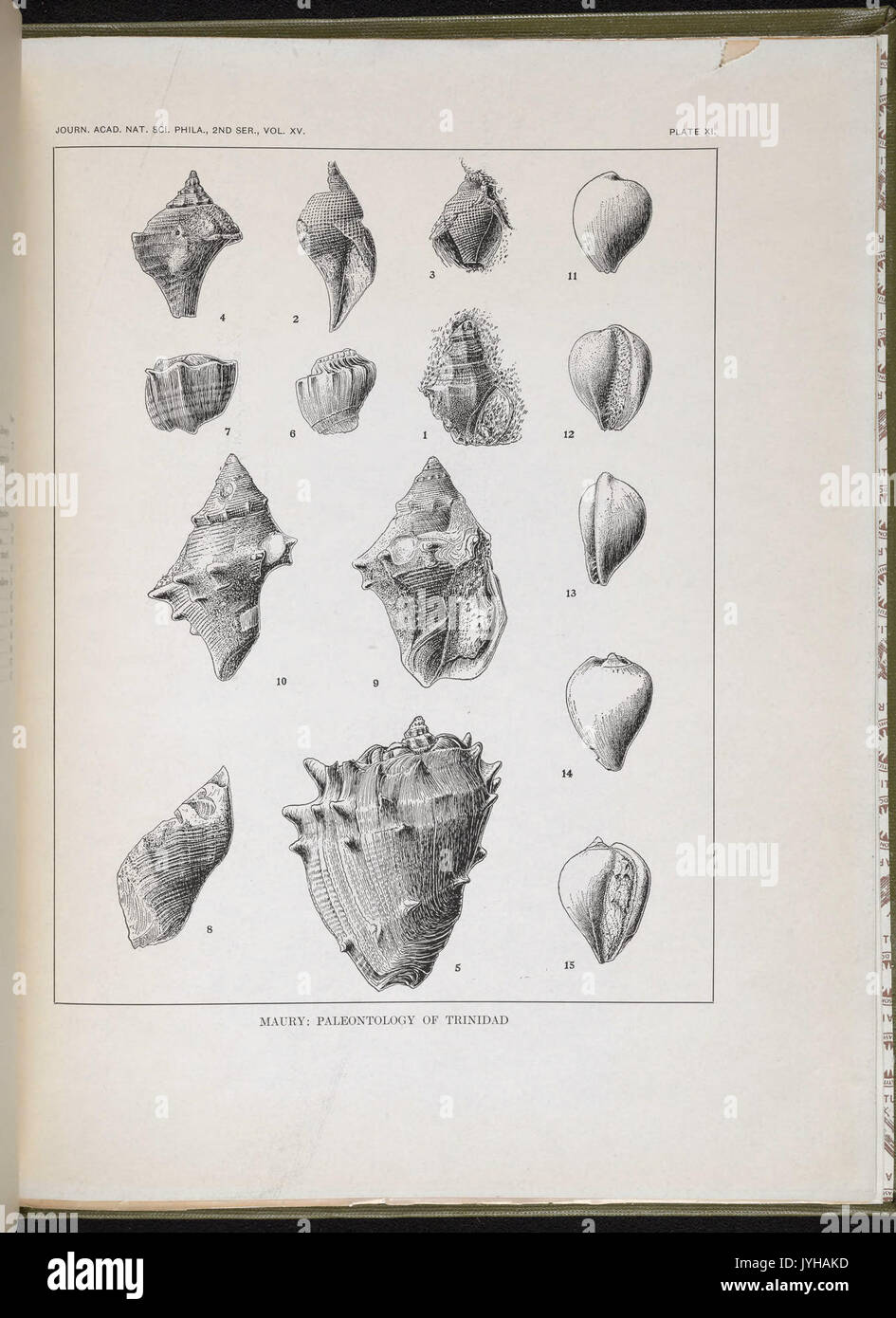 A contribution to the paleontology of Trinidad (PLATE XI) BHL38764074 ...