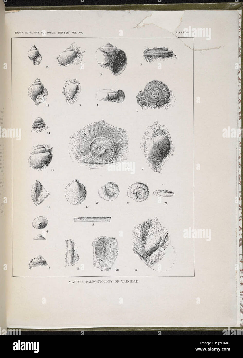 A contribution to the paleontology of Trinidad (PLATE XIII) BHL38764082 ...