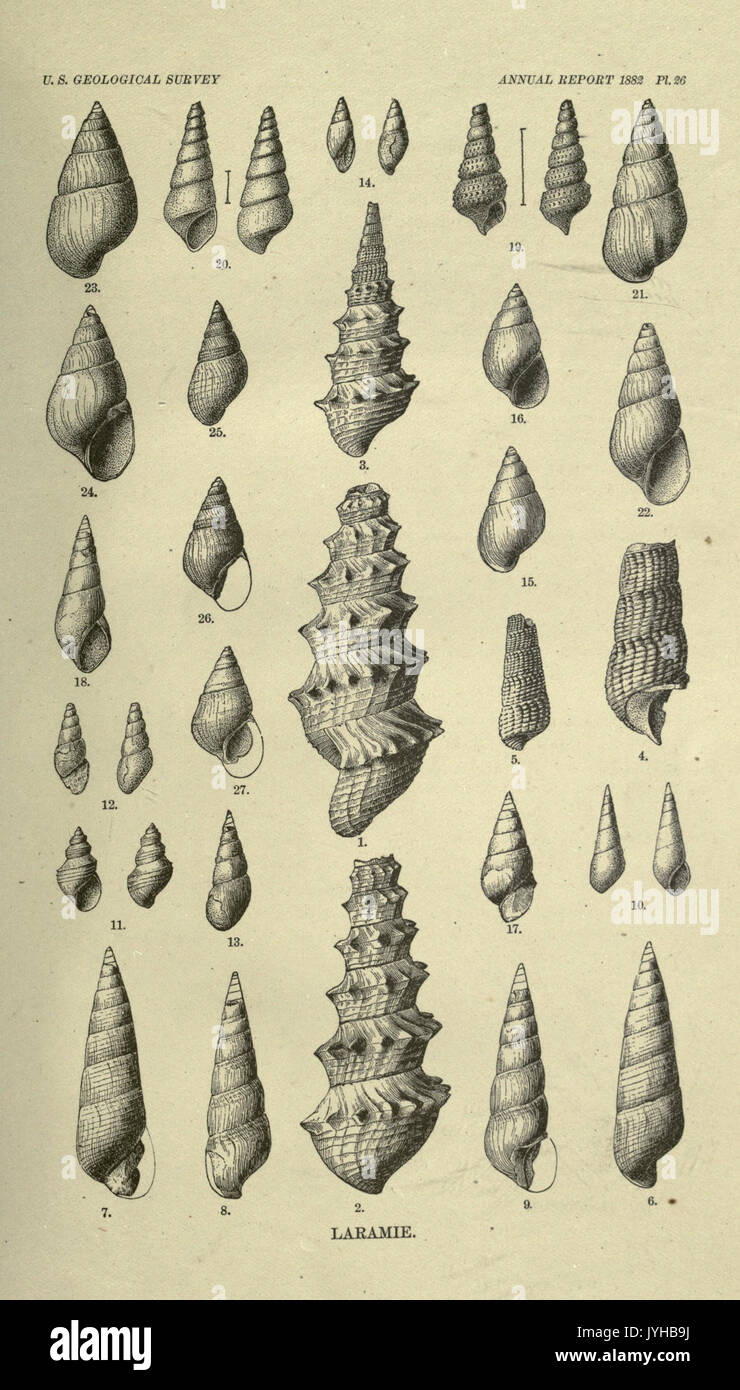 A review of the non marine fossil Mollusca of North America BHL19424750 ...
