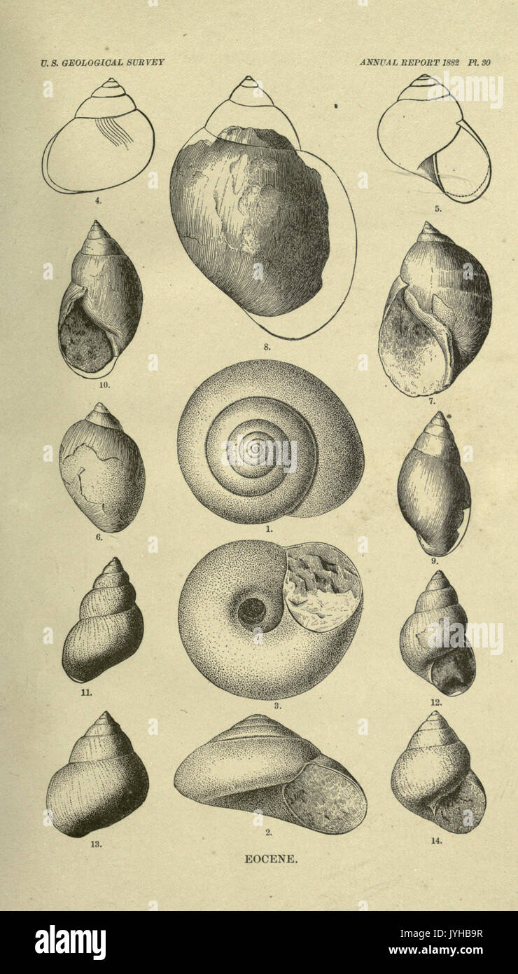 A review of the non marine fossil Mollusca of North America (Page 547 ...