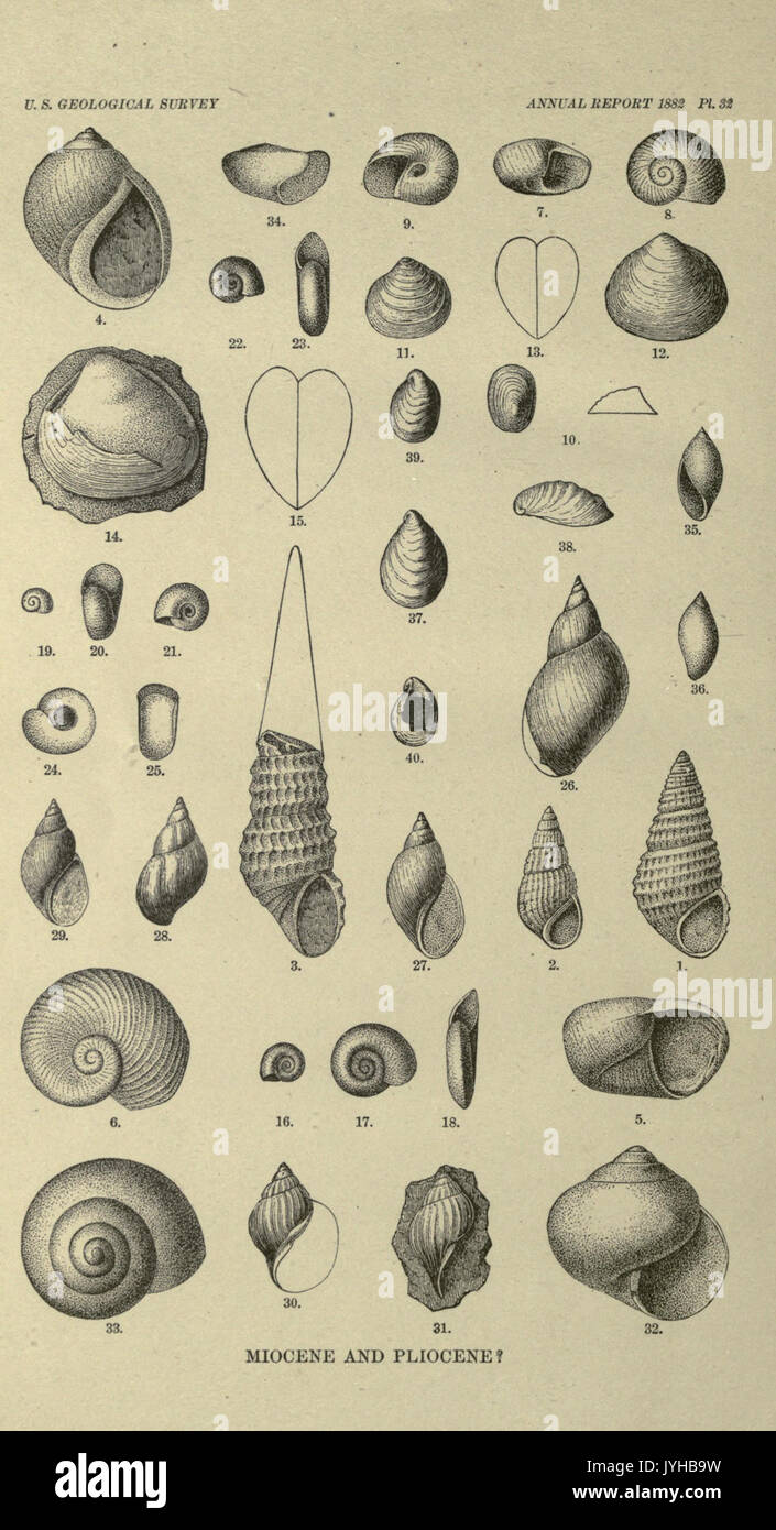 A review of the non marine fossil Mollusca of North America BHL19424773 ...