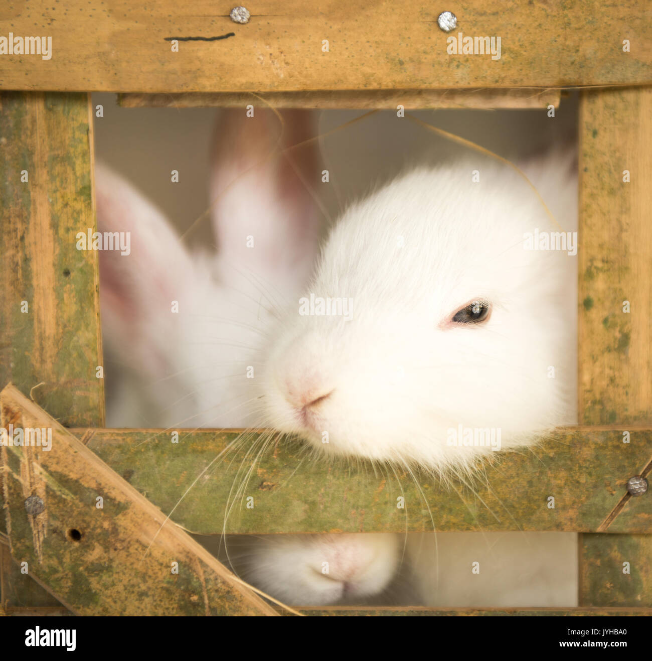 Cute white rabbits in cage Stock Photo - Alamy