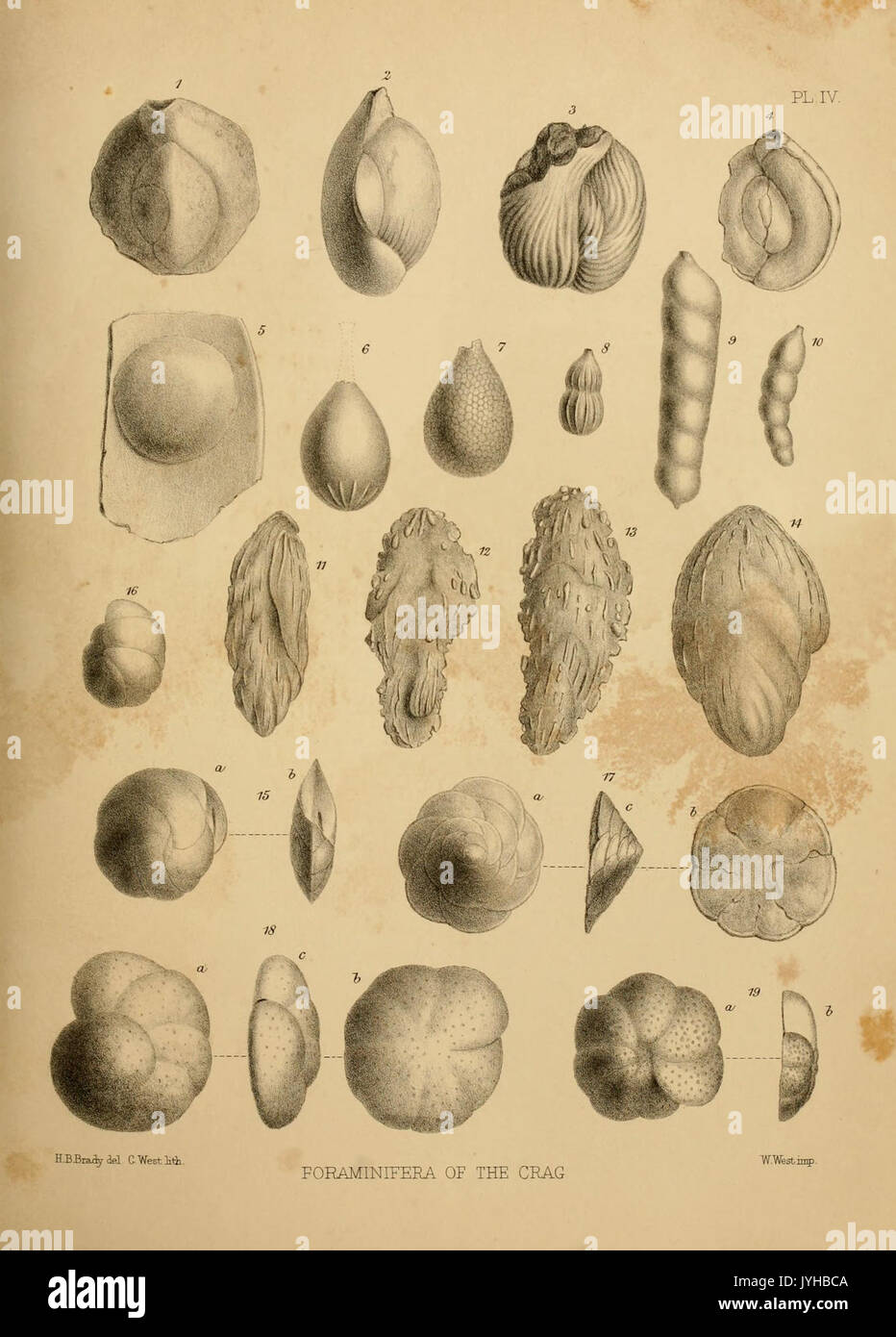 Foraminifera Illustration High Resolution Stock Photography and Images ...