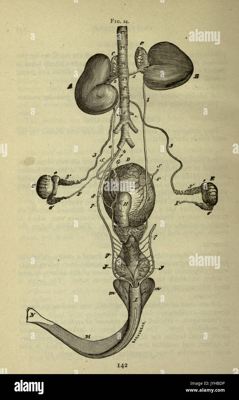 A compend of equine anatomy and physiology (Page 142) BHL22514040 Stock ...