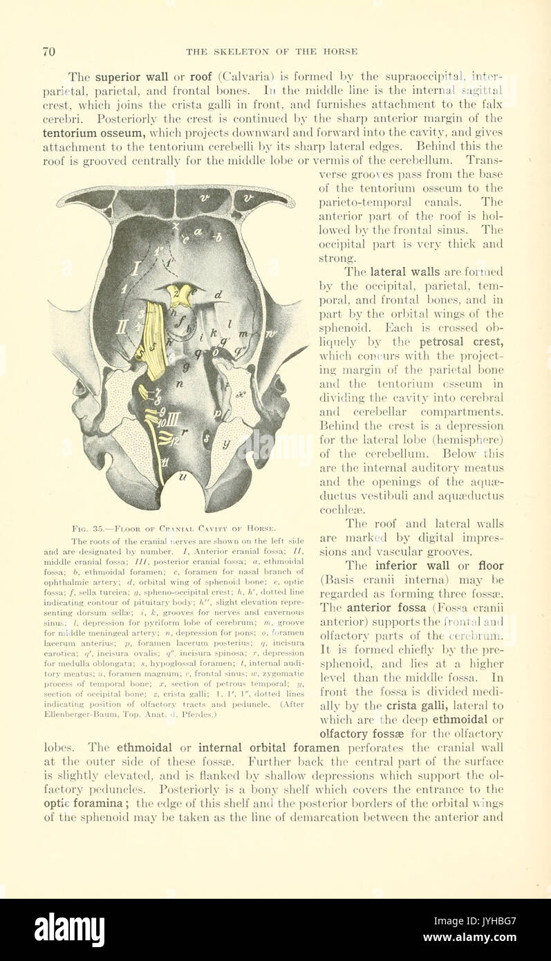 A page from 'A Textbook of Veterinary Anatomy,' illustrating anatomical ...