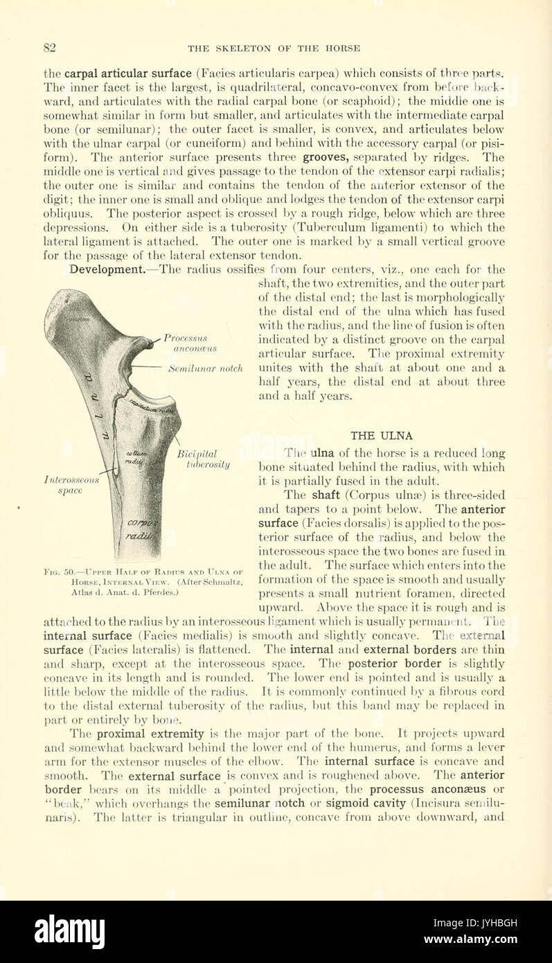 Veterinary course hi-res stock photography and images - Alamy