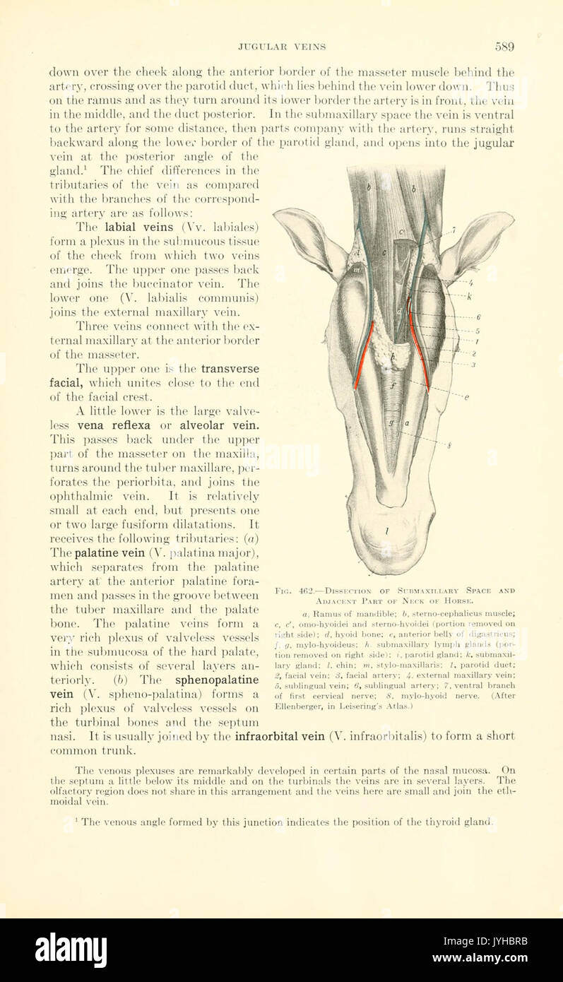 A detailed page from a veterinary anatomy textbook, presenting the ...