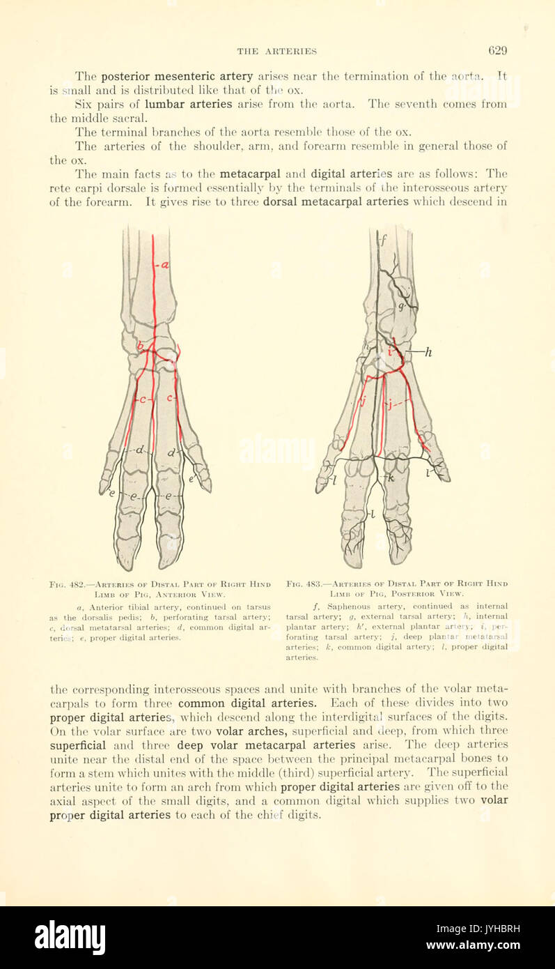 Locomotor anatomy hi-res stock photography and images - Alamy
