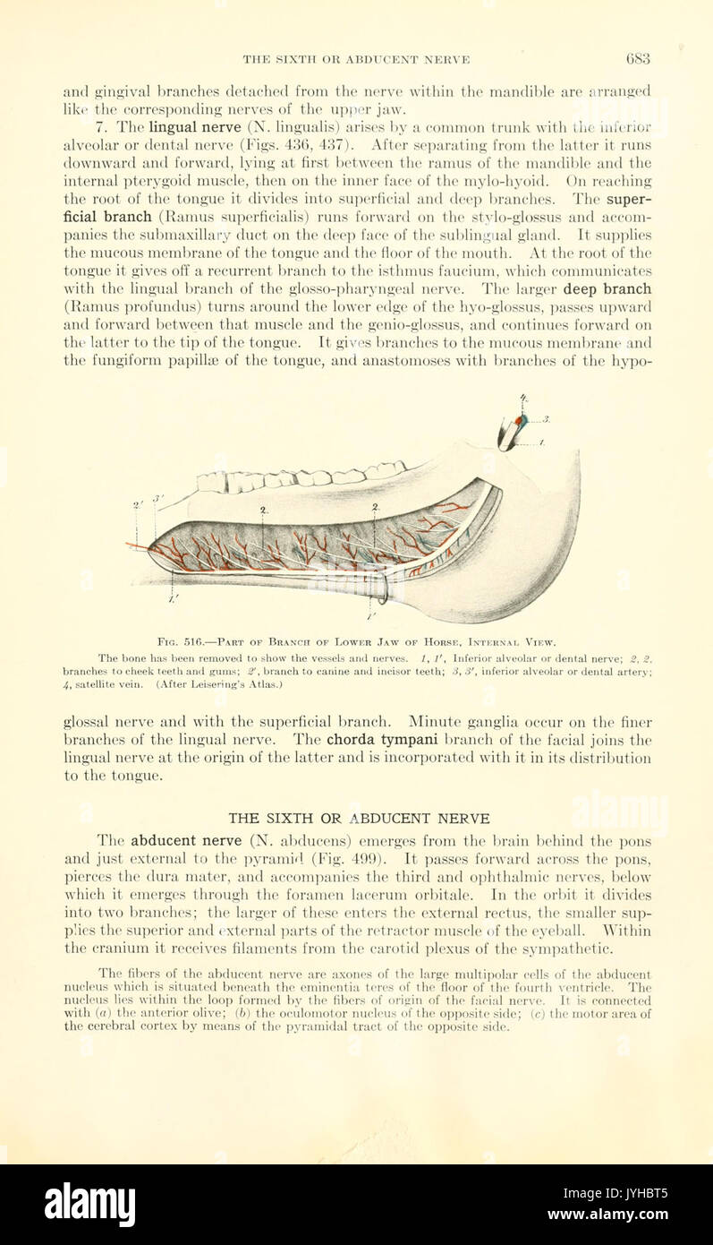 This veterinary anatomy textbook provides an in-depth look at animal ...