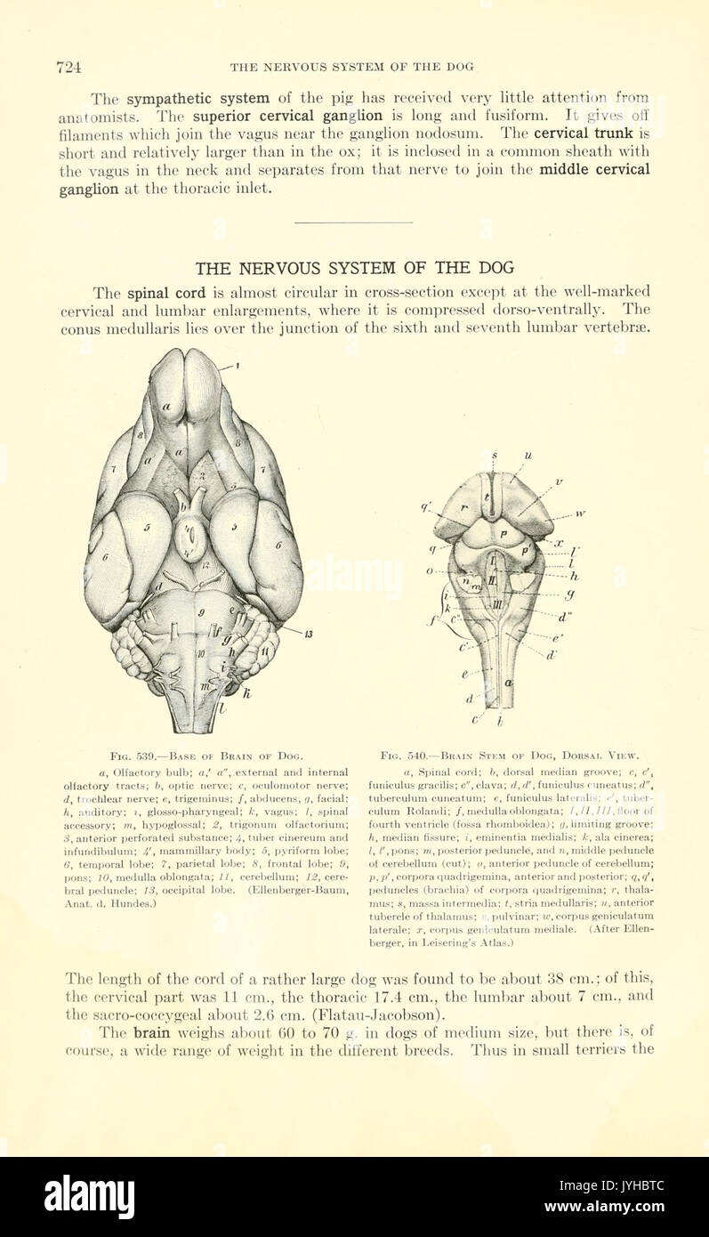 This page from 'A Textbook of Veterinary Anatomy' provides detailed ...