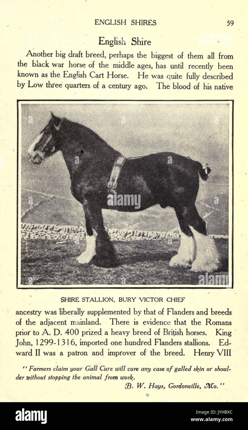 An illustration detailing the evolutionary development of the modern ...