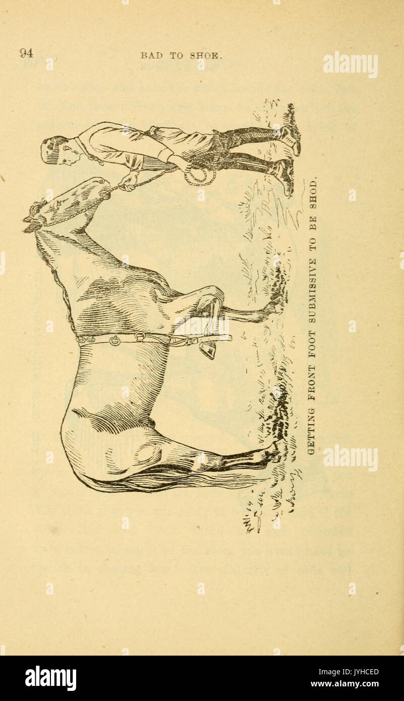 Guide training young horses hi-res stock photography and images - Alamy