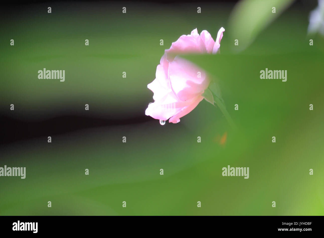 A rose in the garden of Villa Ganz, Guadlajara, Jalisco, Mexico. Dec ...