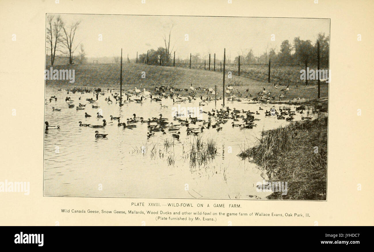 A history of the game birds, wild fowl and shore birds of Massachusetts ...