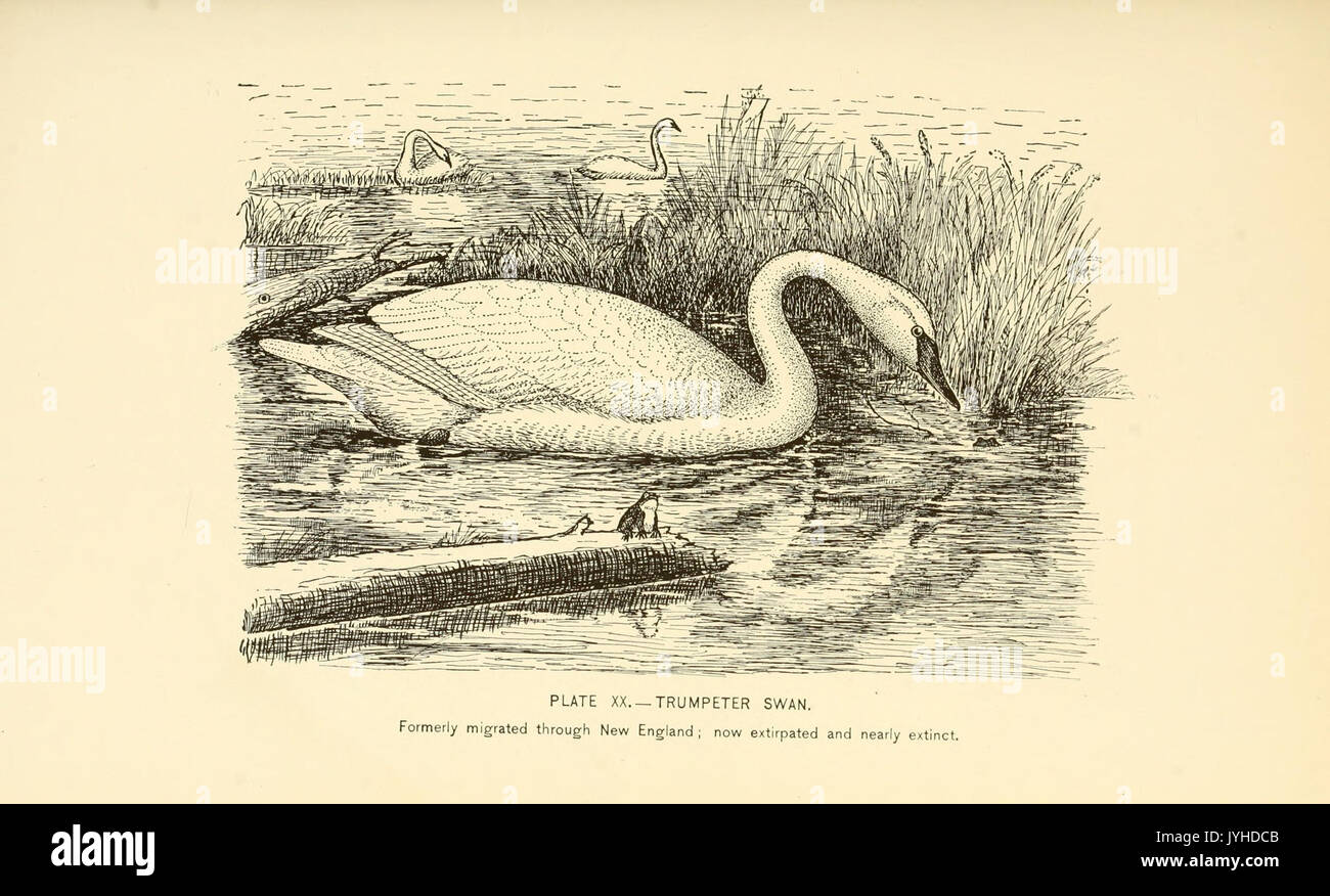 A history of the game birds, wild fowl and shore birds of Massachusetts ...