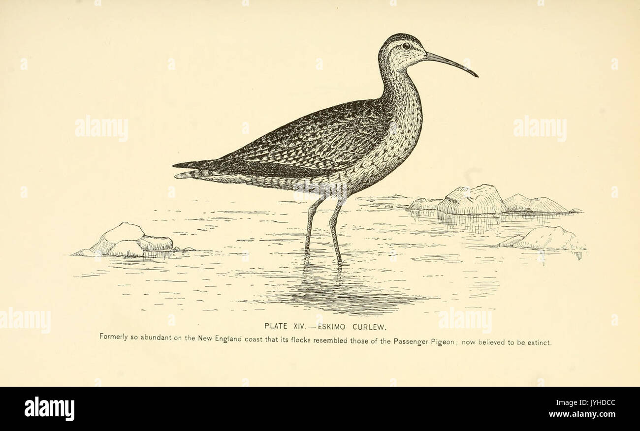 A history of the game birds, wild fowl and shore birds of Massachusetts ...