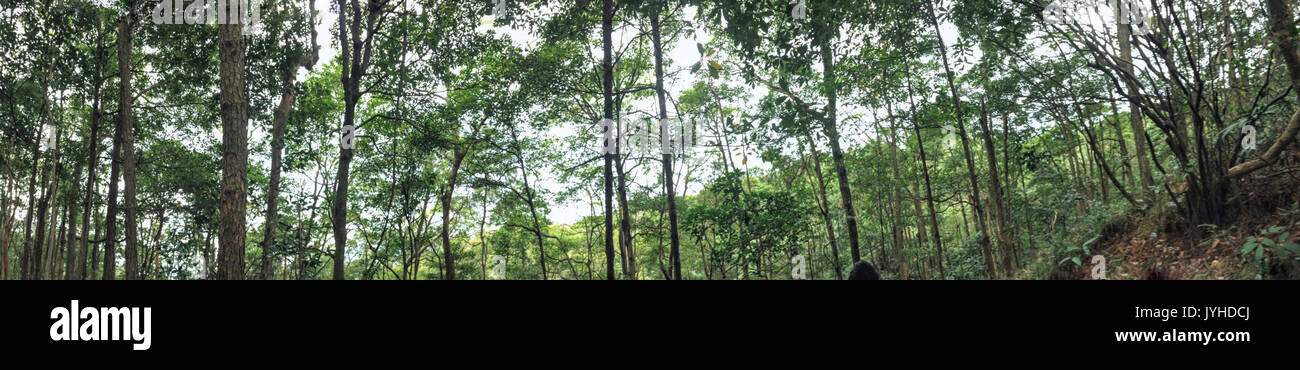 A panoramic picture of trees Stock Photo - Alamy