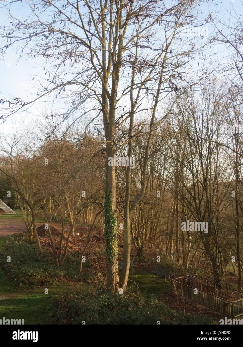 Gleditsia triacanthos, commonly known as the honey locust, is a ...