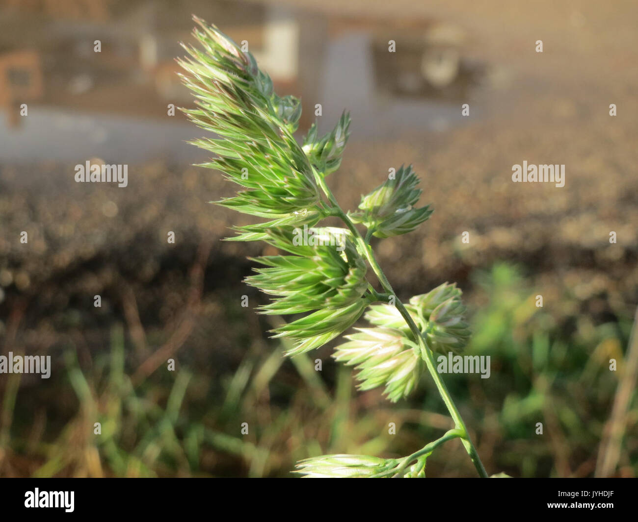 Orchard Grass Identification