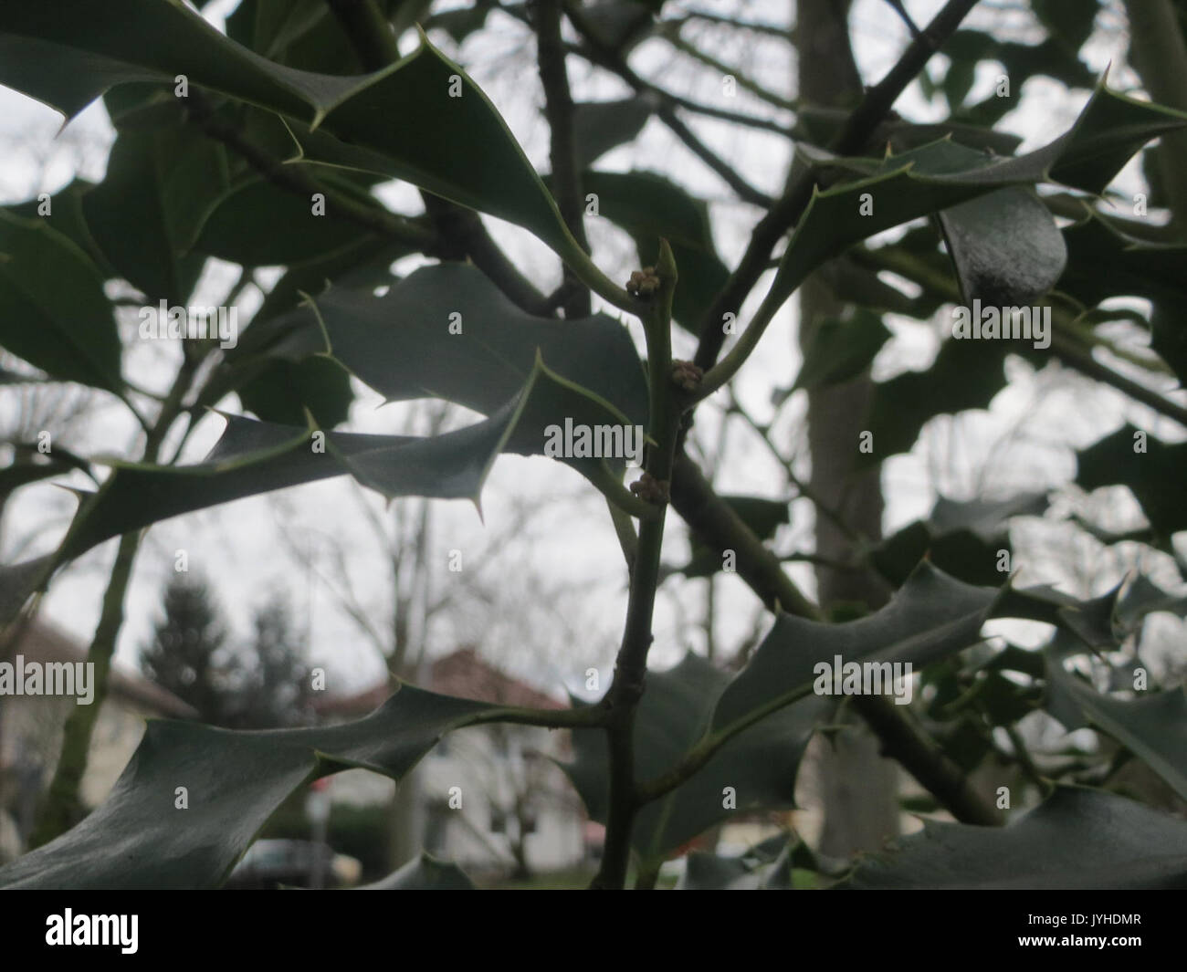 Ilicin hi-res stock photography and images - Alamy