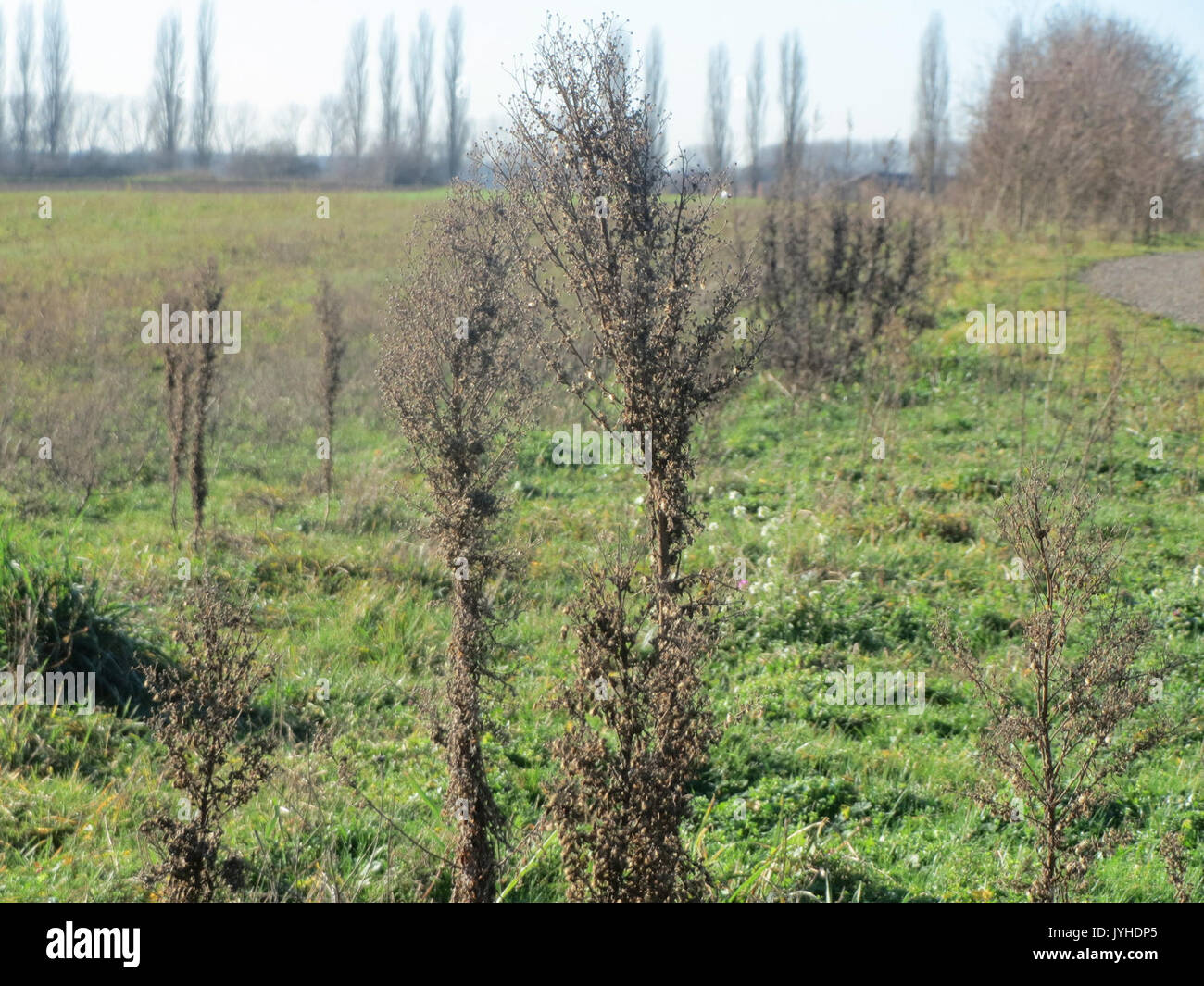 Native canadian pattern hi-res stock photography and images - Alamy