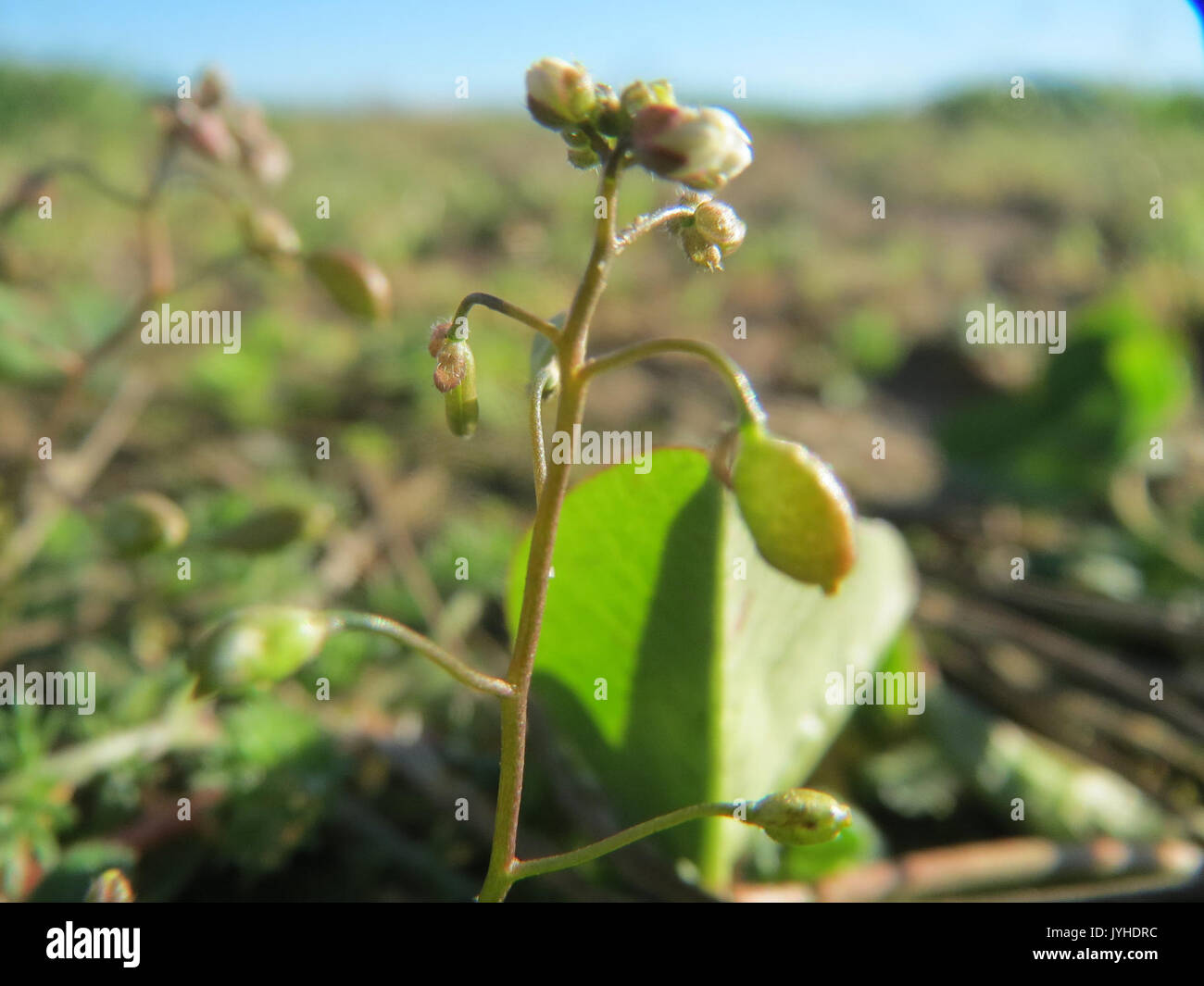 Crucifer family of plants hi-res stock photography and images - Alamy