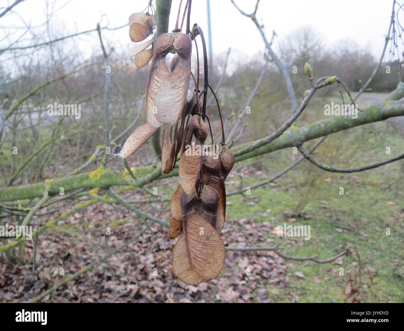 Sycamore tree roots hi-res stock photography and images - Alamy