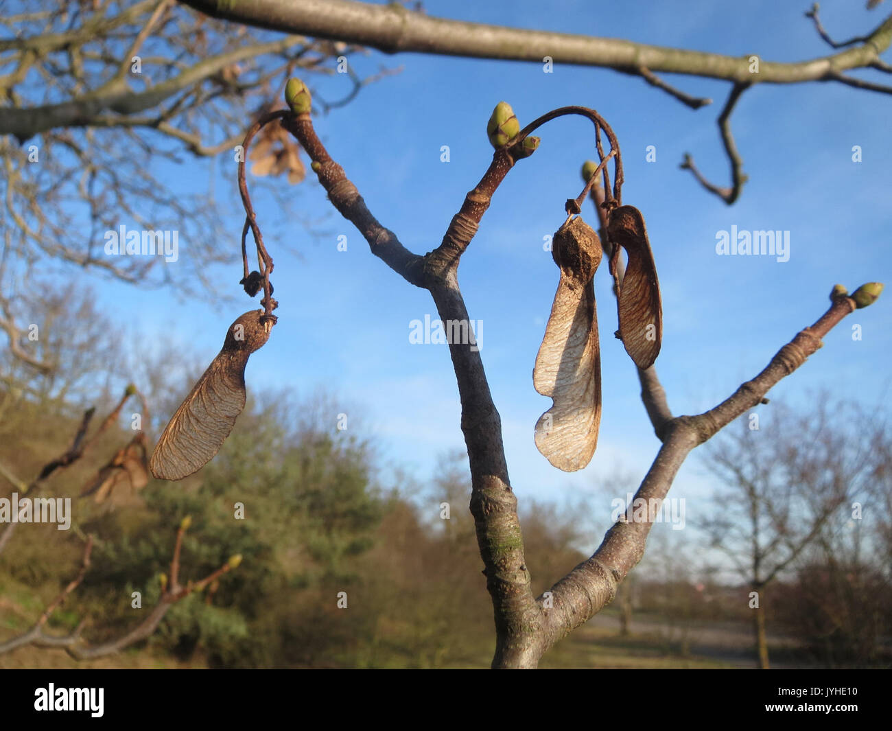 Broadleaf tree species hi-res stock photography and images - Alamy