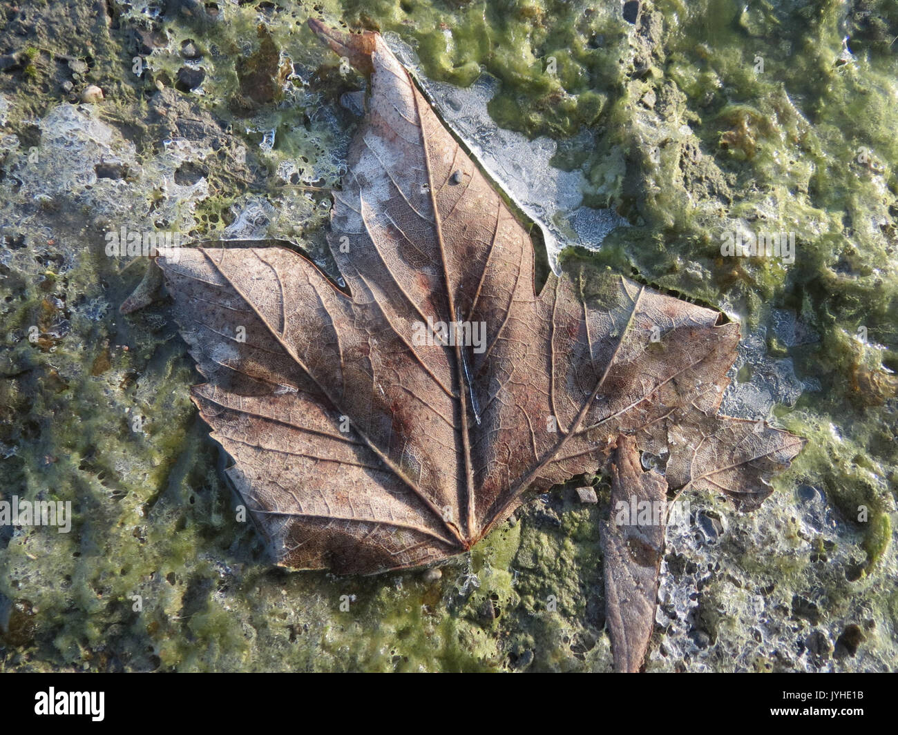 Sycamore tree roots hi-res stock photography and images - Alamy