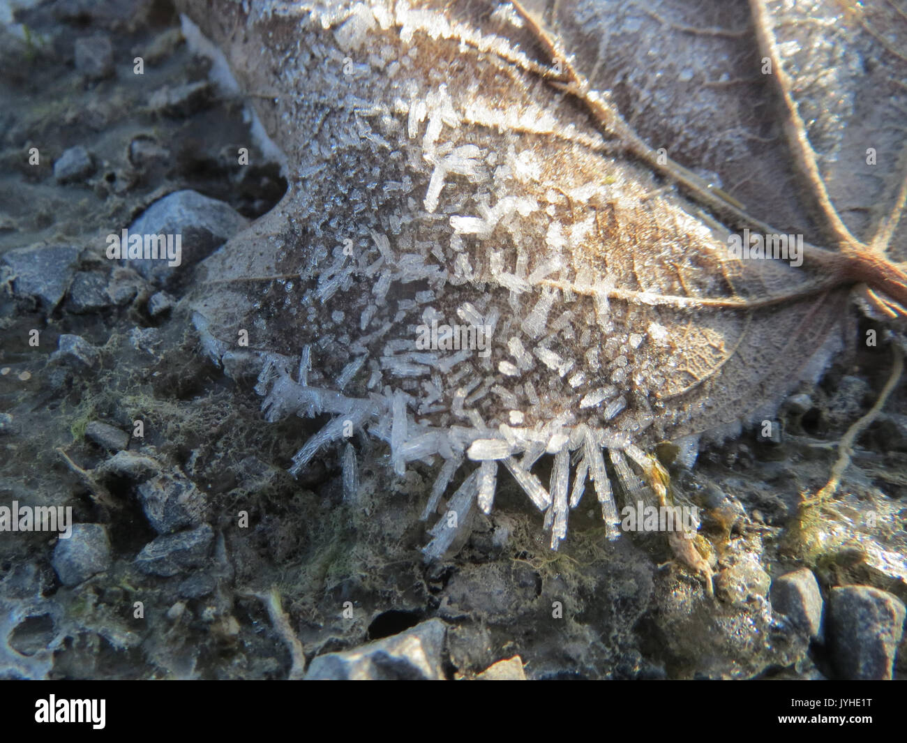 Sycamore tree roots hi-res stock photography and images - Alamy
