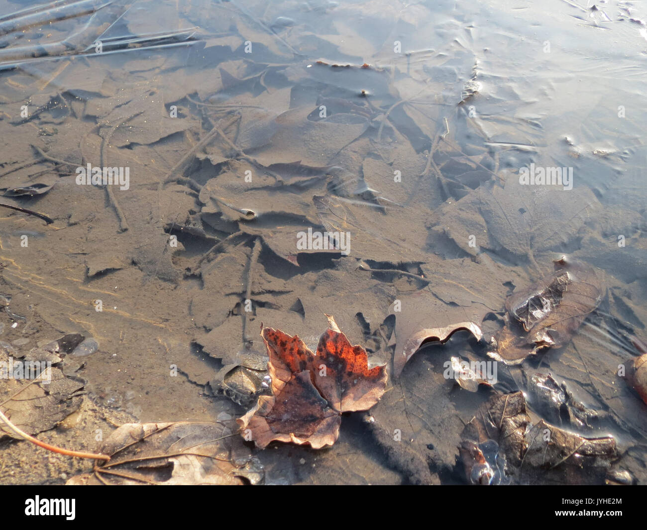 Sycamore tree roots hi-res stock photography and images - Alamy