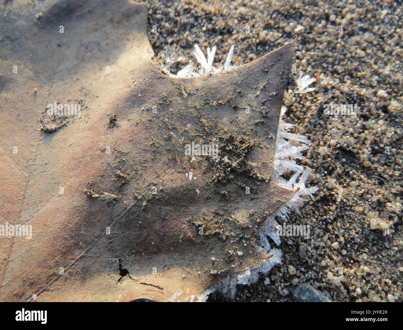 Deciduous tree green leaves hi-res stock photography and images - Alamy
