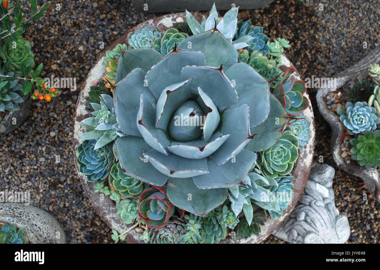 Succulents hi-res stock photography and images - Alamy